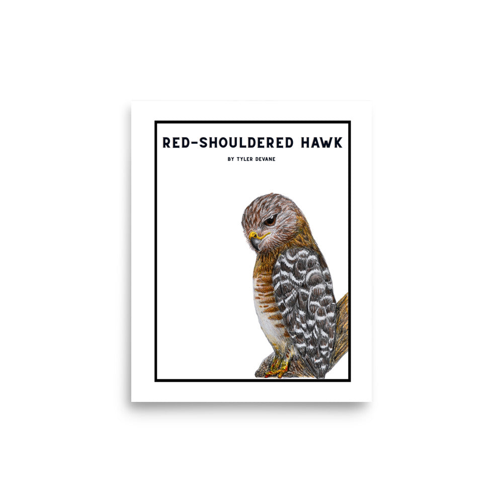 Red-Shouldered Hawk by Tyler DeVane Poster – Tyler's Creations